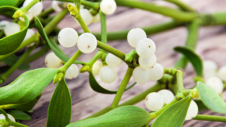 Symptoms of Mistletoe Poisoning in Dogs